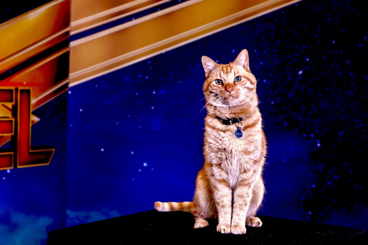 Interview With Goose The Cat From MCU Captain Marvel