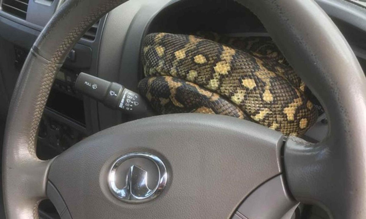 A Man Got Shocked As Seeing A Huge Snake Curling Up Behind The Wheel