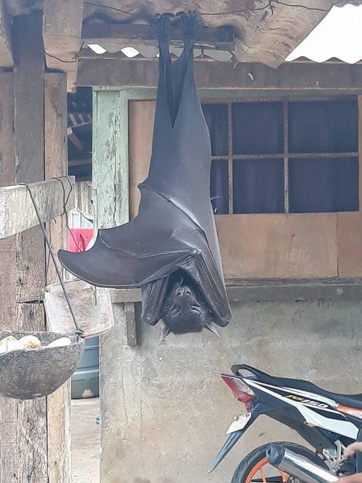 The Truth About Giant Bat In The Philippines Will Leave You Fainted